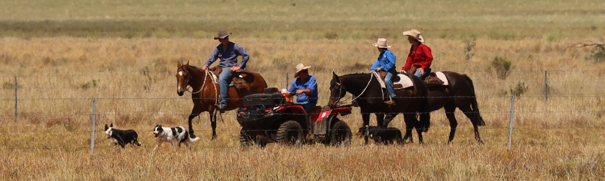 About Us – Gidyea Brangus Bulls