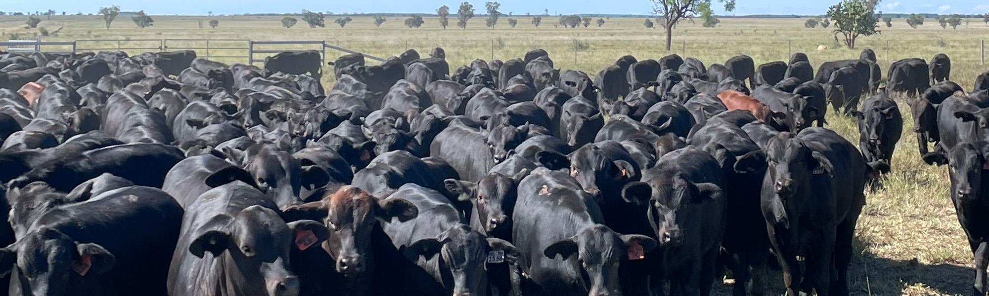 Contact Us – Gidyea Brangus Bulls