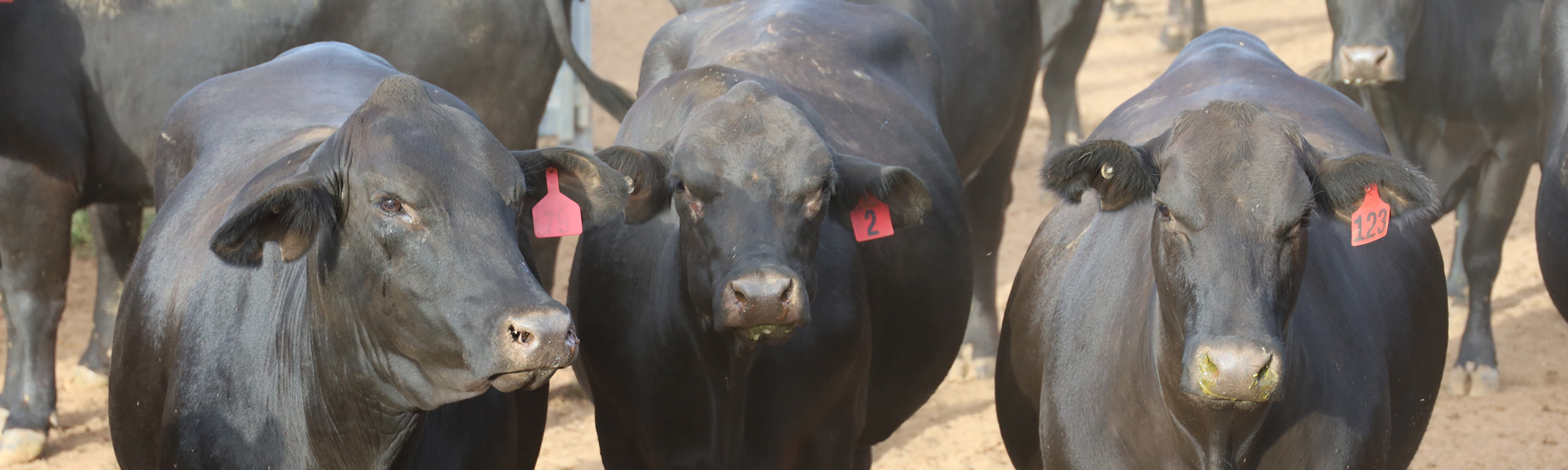 Gallery – Gidyea Brangus Bulls