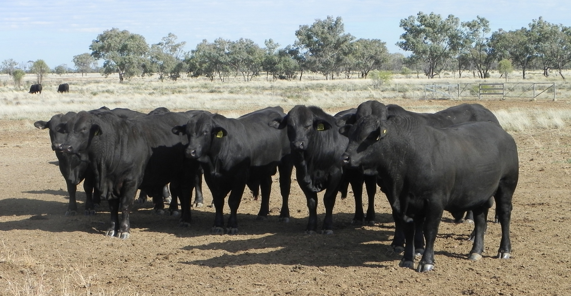 Bull Sale – Gidyea Brangus Bulls