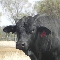 Our Program – Gidyea Brangus Bulls